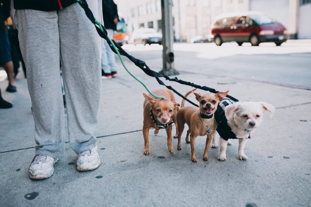 Pet Resource Center (PRC) on Skid Row – Downtown Dog Rescue