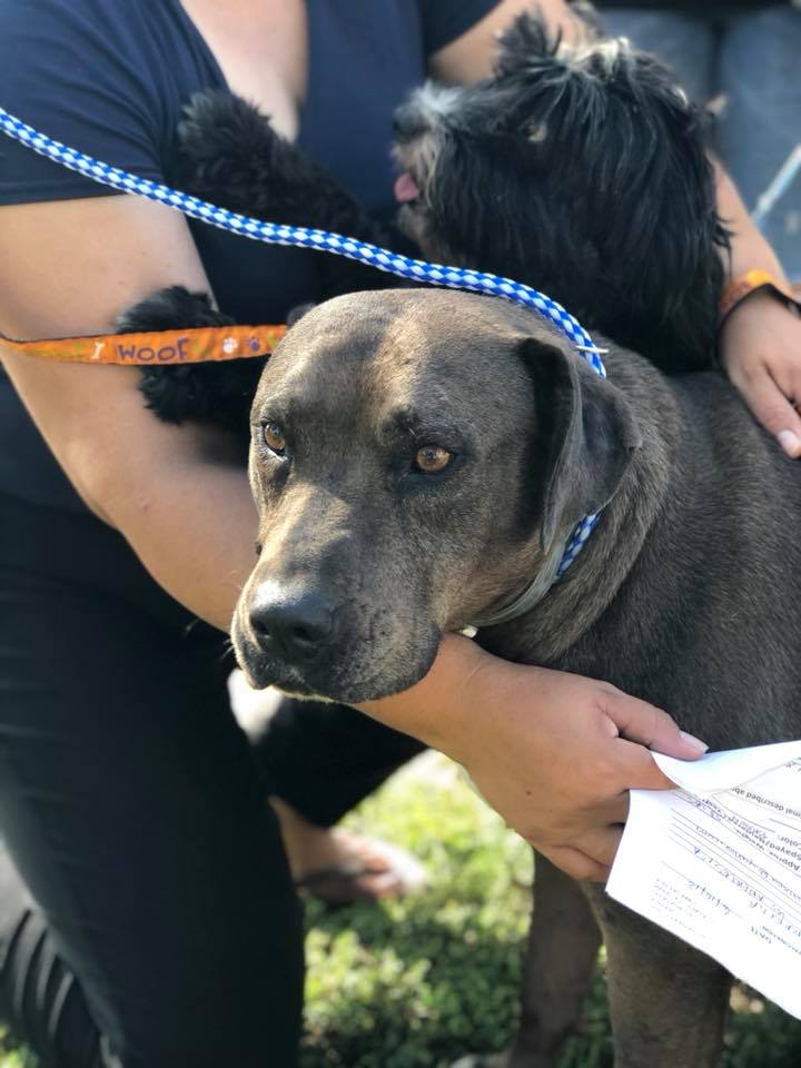 Compton Spay & Neuter Clinic – Downtown Dog Rescue