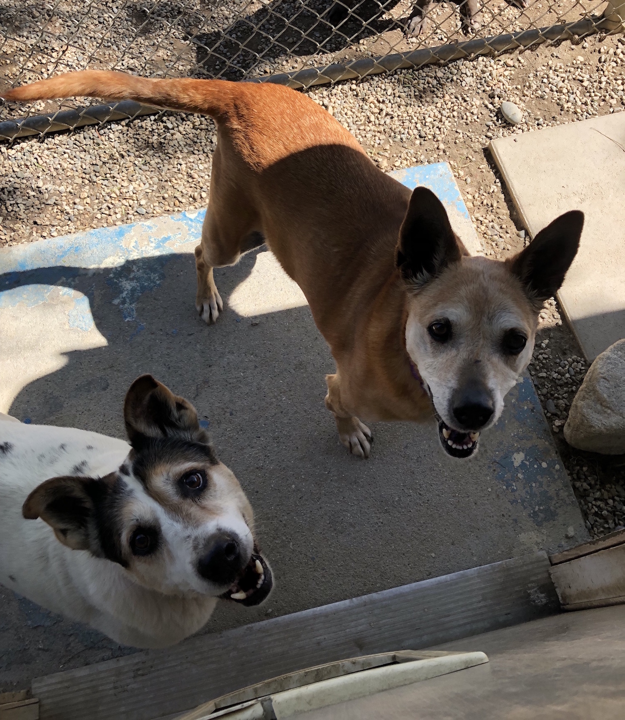 Remembering Lady Royal – Downtown Dog Rescue