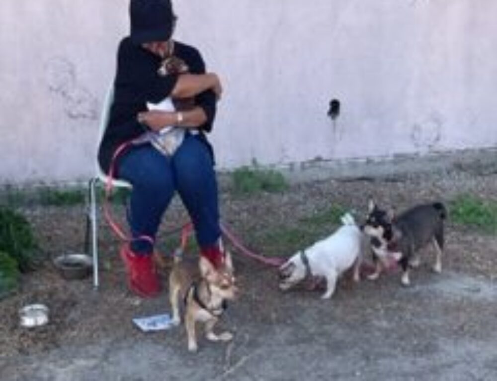 Shelter Intervention Program’s 1st Month Numbers – Downtown Dog Rescue