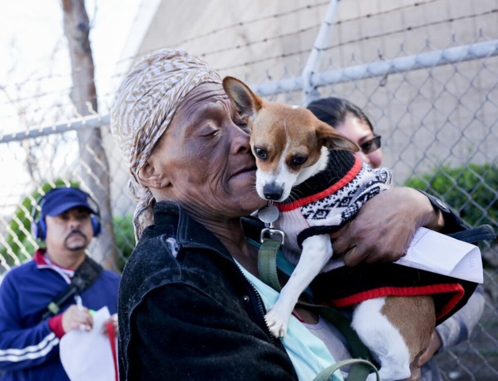 Shelter Intervention Program’s 1st Month Numbers – Downtown Dog Rescue